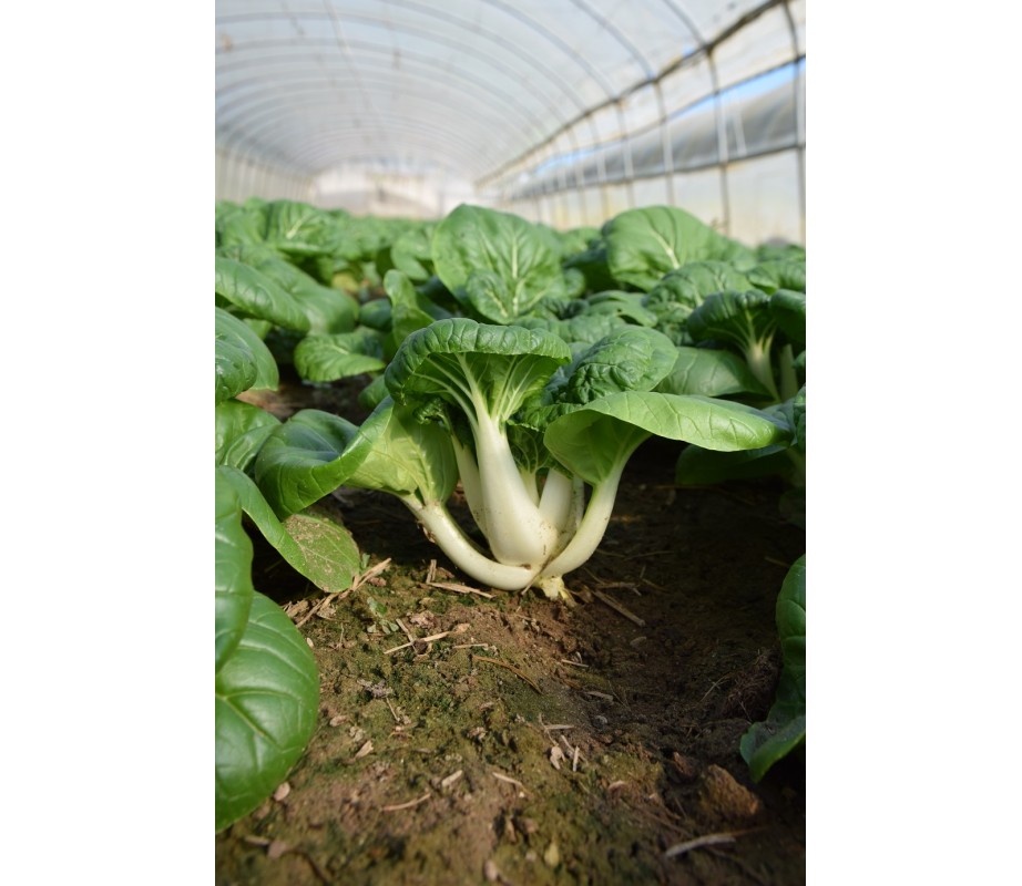 Mini Pak Choi blanco